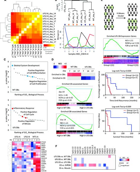 Genome Wide Transcriptome Analysis Reveals That Lfs Obs Possess An Os