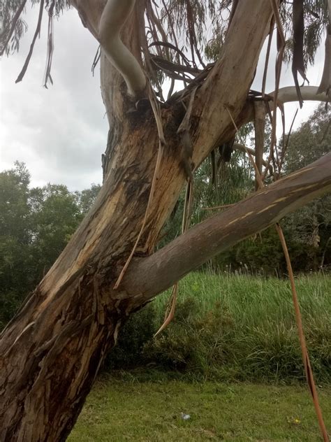 Tree Trunk Trees Bark Free Photo On Pixabay Pixabay