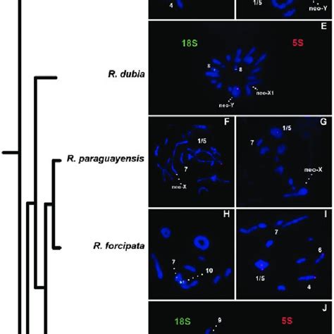 Fish Of Multigene Families In Male Metaphase I Chromosomes Of Seven
