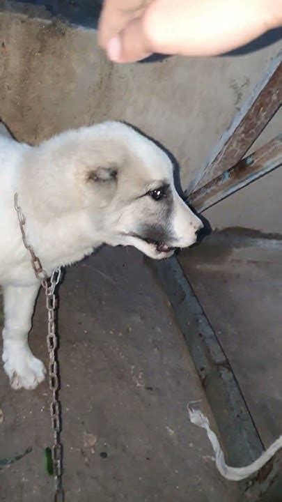 توله سگ آلابای یکی از غولپیکر ترین سگ های جهان Youtube