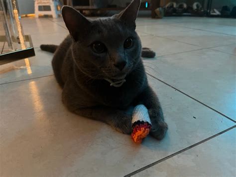 Catnip Joint Etsy