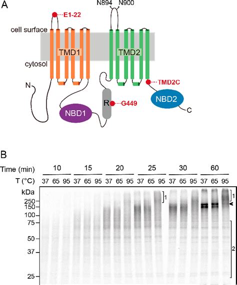 Figure 1 From Transmembrane Helices 7 And 8 Confer Aggregation