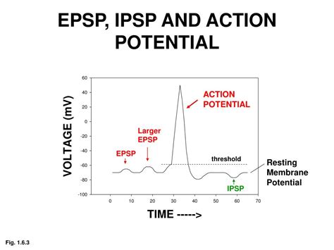 Ppt Understanding Neuronal Communication Action Potentials And