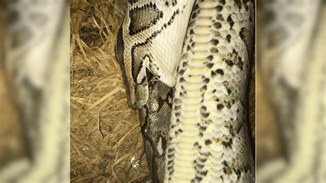 Scientists Document Rare Encounter Of Burmese Python Swallowing Larger Scientists Document Rare Encounter Of Burmese Python Swallowing Larger