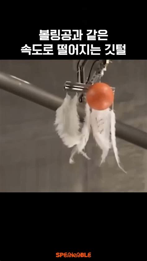 볼링공과 같은 속도로 떨어지는 깃털 유머이슈 꾸르