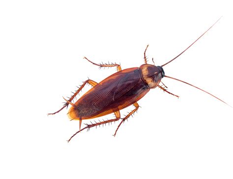 Cockroach Pest Control Centurion Residential And Commercial Extermination