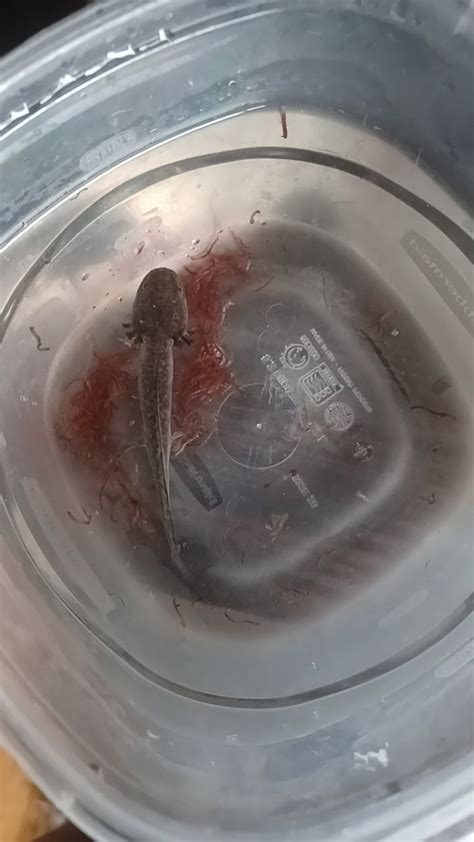 Full Crops Rxxxtentacion