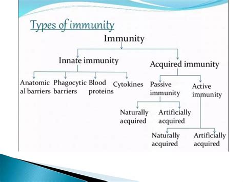 Tetanus Prophylaxis And Types Of Immunitynewnewv Pptx