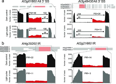 coverage plot area and associated gene models of representative light