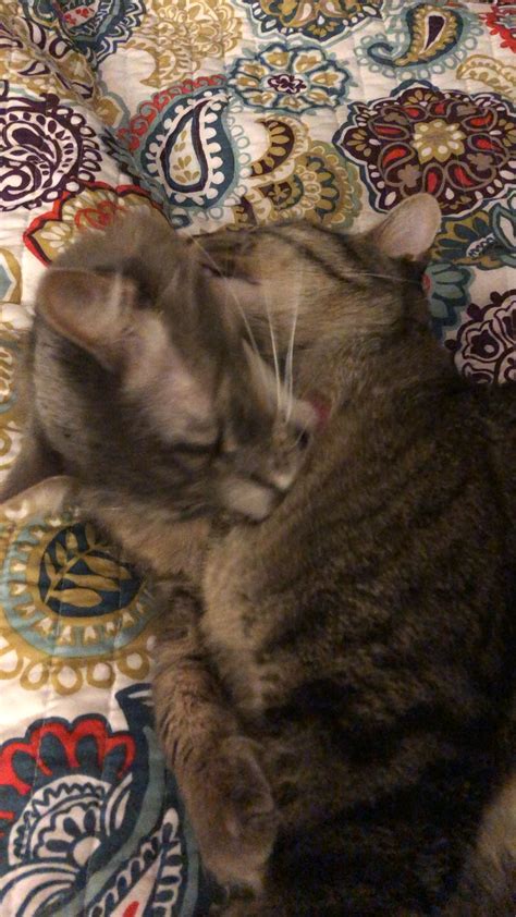 Brotherly Love Cuddle Puddle R Thecuddlepuddle