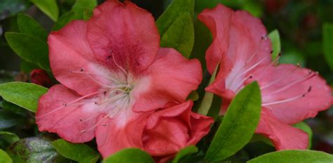 Pruning Flowers Azaleas At Rachel Molloy Blog