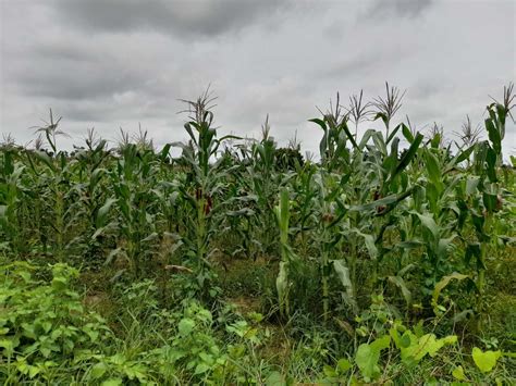 အစေ့ထုတ်ပြောင်းနှင့် ဖူးစားပြောင်းစိုက်ခင်းများ အောင်မြင်ပြီး စျေးကောင