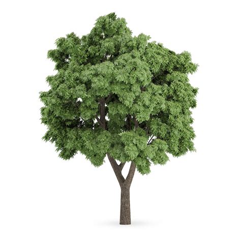 Sycamore Maple Tree With Dense Foliage 3d Model Download Trees On