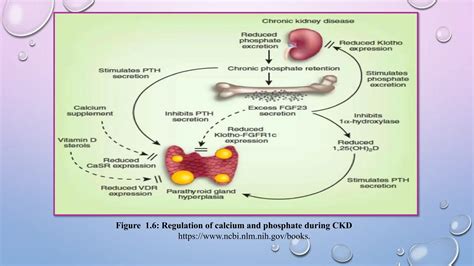 Calcitriol Hormone And Its Up And Down Regulation Ppt