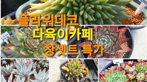 플라워데코🌼다육이카페~창셋트특가 다육이카페 창셋트특가 커피먹고다육이선물받고 멋진창구경할수있는곳 대품창세일 진천카페추천 마리아창 중간잎적성 Youtube