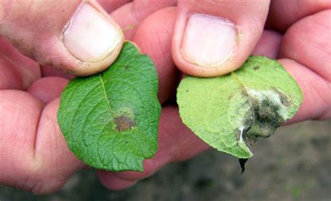 Potato Blight Resistance Gene Identified Hort News