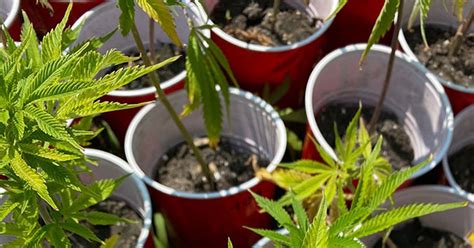 Pythium A Fungal Devastation To Avoid Grow OpportunityGrow Opportunity