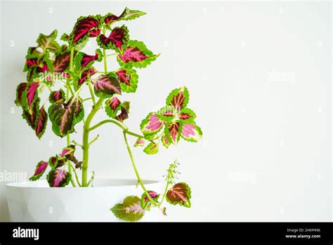 Coleus In Flower Pot Coleus Plant In The Pot Decorative House Plant