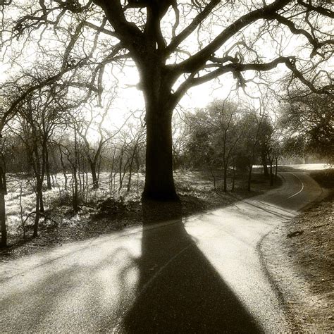 무료 이미지 자연 분기 눈 겨울 검정색과 흰색 햇빛 아침 잎 가을 날씨 그림자 단색화 시즌 Bw 참나무 삼림지 새크라멘토 아메리칸 리버
