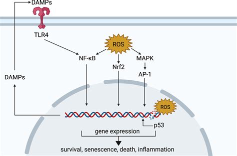 Signaling Pathways Affected In Hyperoxia Excessive Ros Modulate