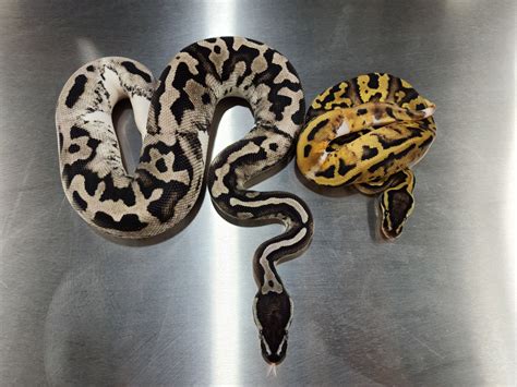 Pair Lightning Pied Ball Python By Snke Ltd Blindstryke Exotics Morphmarket