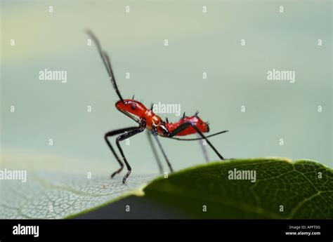 Leaf Footed Bug Nymph Has A Red Body With Black Spikes And A Long Proboscis Stock Photo Alamy