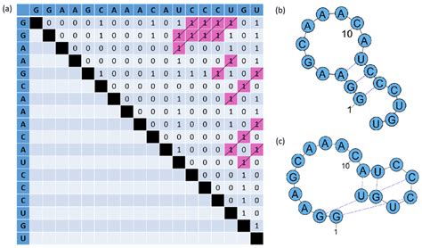 a matrix representation of potential base pairs and stems for an