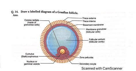 Structure Of Graafian Follicle Pdf