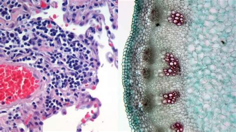 Archaea Habitat Structure Characteristics Importance Examples Biology Notes Online