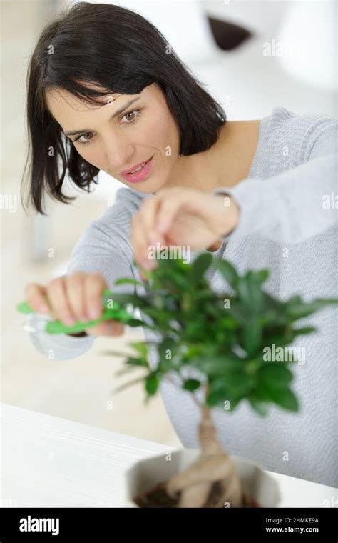 Bonsai Equipment And Step Making Bonsai Stock Photo Alamy