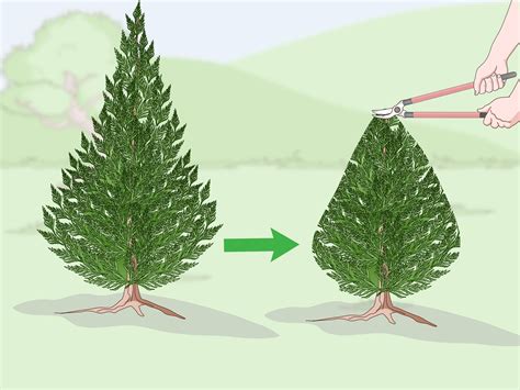 Golden Cypress Tree Pruning At Linda Redmon Blog