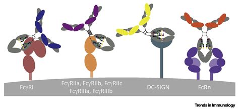 The Immunoregulatory Roles Of Antibody Glycosylation Trends In Immunology