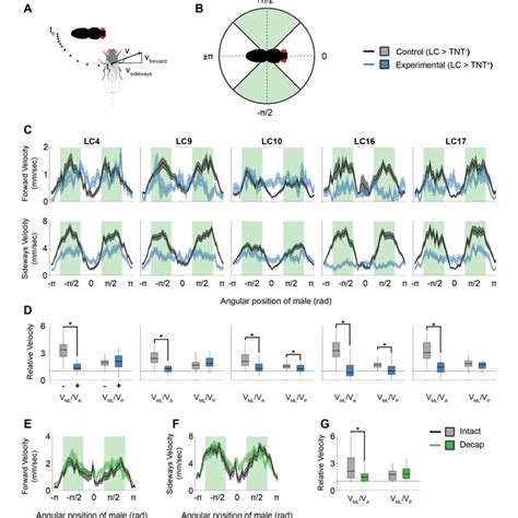 Visual Projection Neurons Mediate Movements During Courtship A