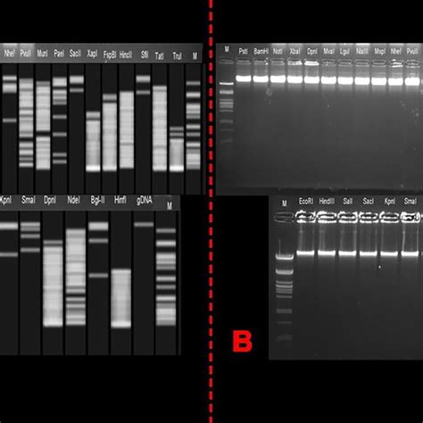 The Restriction Profile Of The Transformed Phage Adut With Different