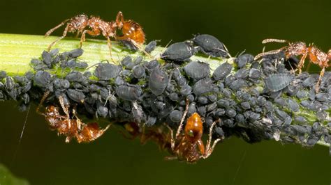 Do Ants Eat Aphids Uk At Mildred Rohe Blog