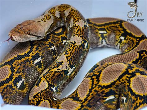 Double Het Ogs Purple Reticulated Python By Jay Gonzalez Reptiles