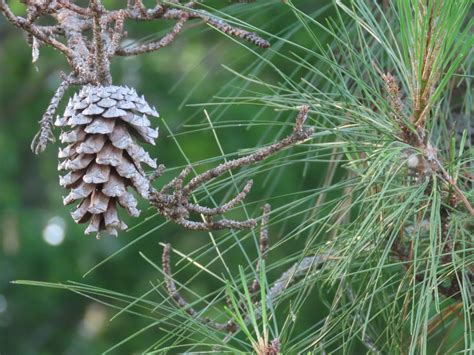 Pinus Taeda Native Plant Society Of Texas