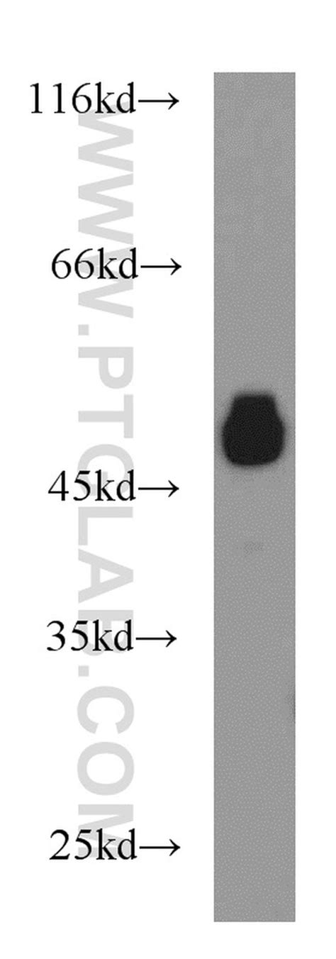 Rtn4 Nogo Polyclonal Antibody 10950 1 Ap