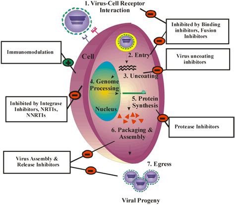 Targets For Drug Therapy At Jamie Mealmaker Blog