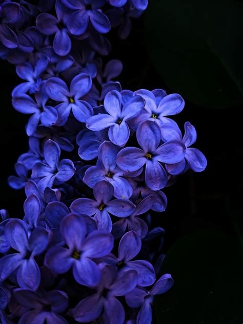 обои цветы In 2024 Jasmine Flower Lilac Flowers Flowers