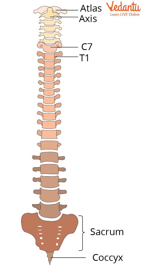 spinal cord structure diagram labeled and colored the spinal