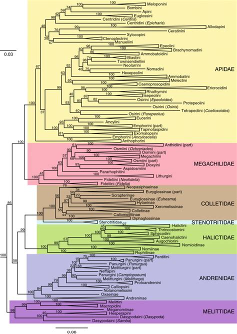 maximum likelihood estimate of relationships among bees tree estimated