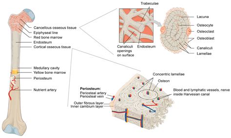 Bone Cell Structure Diagram