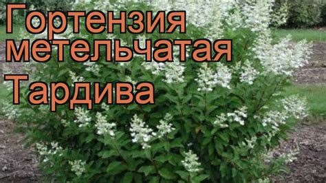 Гортензия метельчатая Тардива (tardiva) 🌿 обзор: как сажать, саженцы ...