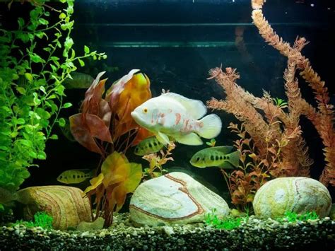Cichlid Aquarium Ideas Tips To Make Your Aquarium Safe And Beautiful