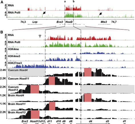 Active And Inactive Chromatin Domains A And B Chromatin Marks And 3d