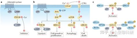 【热点追踪】铜代谢到底是个啥？我们这就帮你整理好了 知乎