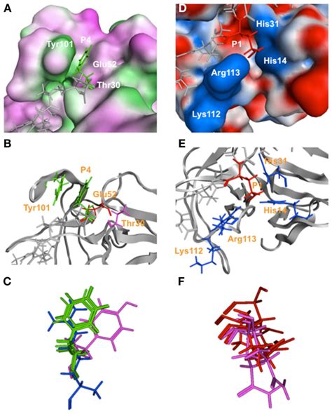 Close Up Views Of The Interaction Sites In The Protease Substrate