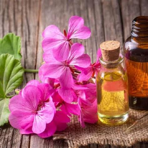 Geranium Essential Oil Primeside Industries And Technologies