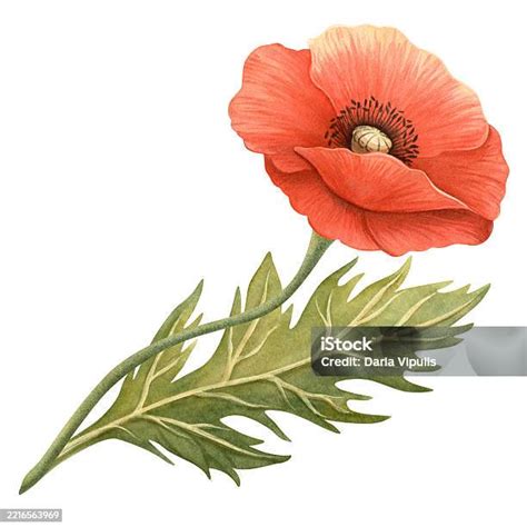 녹색 잎이 있는 빨간 양귀비 꽃입니다 꽃 요소 손으로 그린 수채화 그림 기념관 추모 Anzac 재향 군인 및 승리 기념일의 상징 이벤트 배너 테두리 프레임 꽃다발에 적합